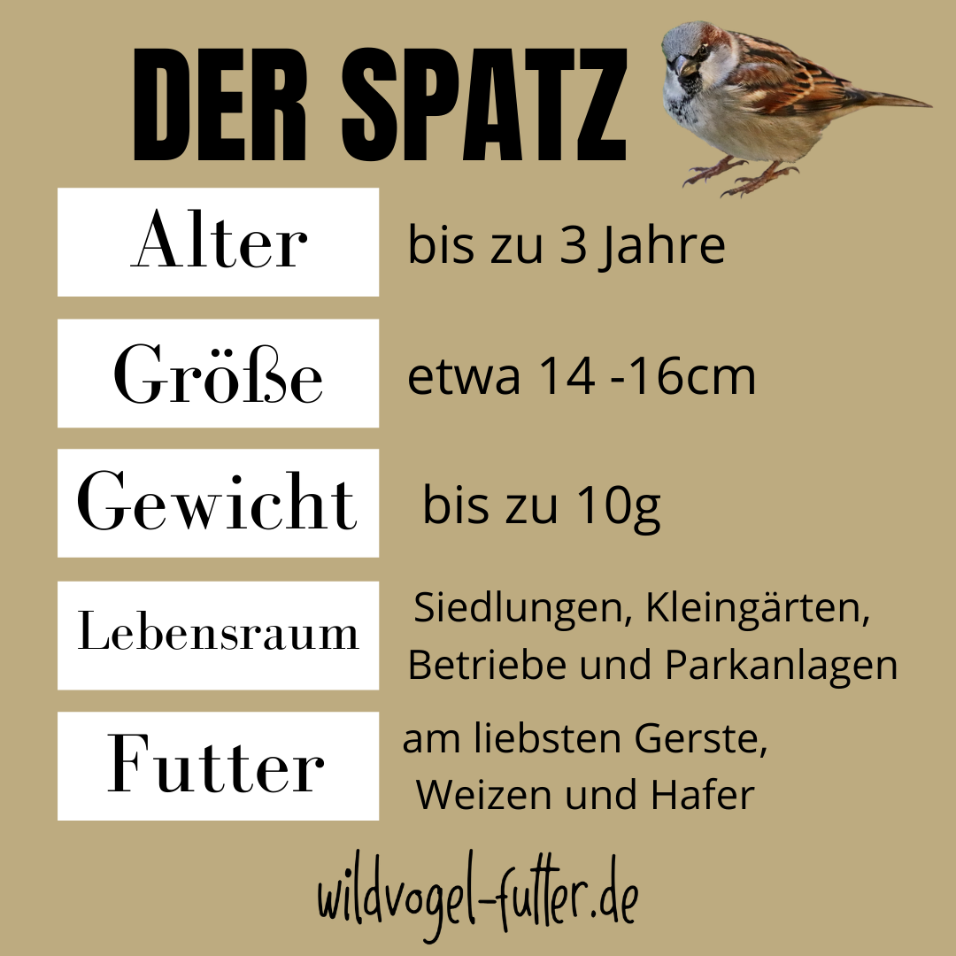 Was fressen Spatzen? Infos zum Spatzenfutter und hilfreiche Tipps